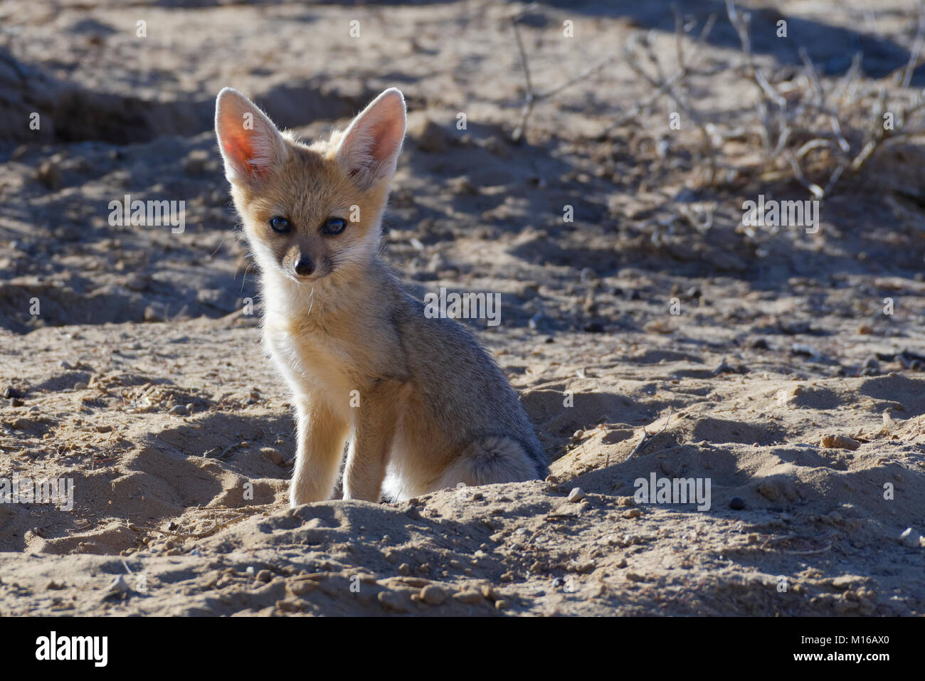 Young Cape fox (Vulpes chama), sitting near the burrow, morning light ...