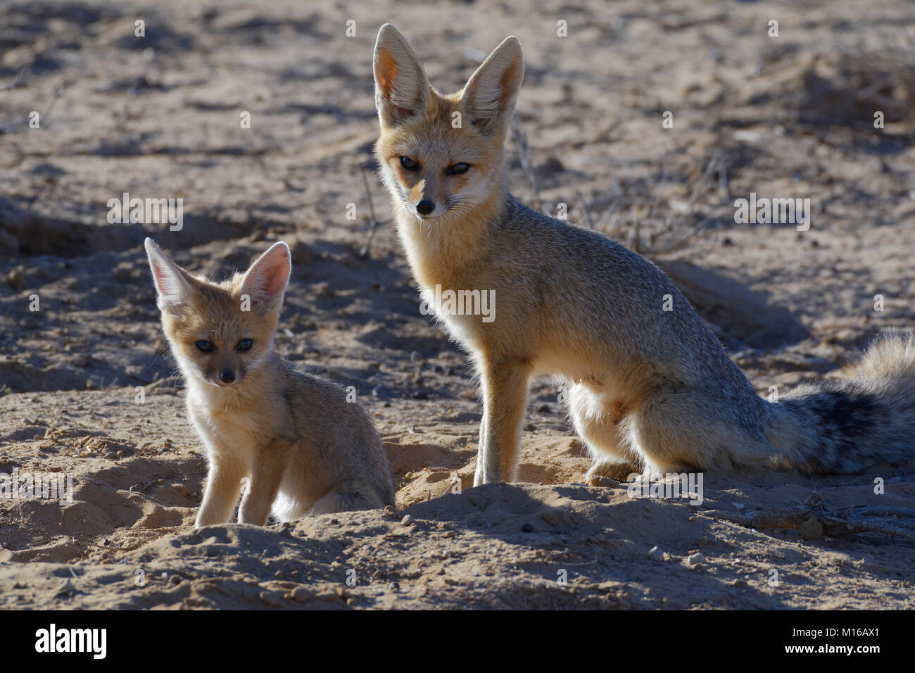 Cape foxes (Vulpes chama), mother and cub sitting near the burrow ...