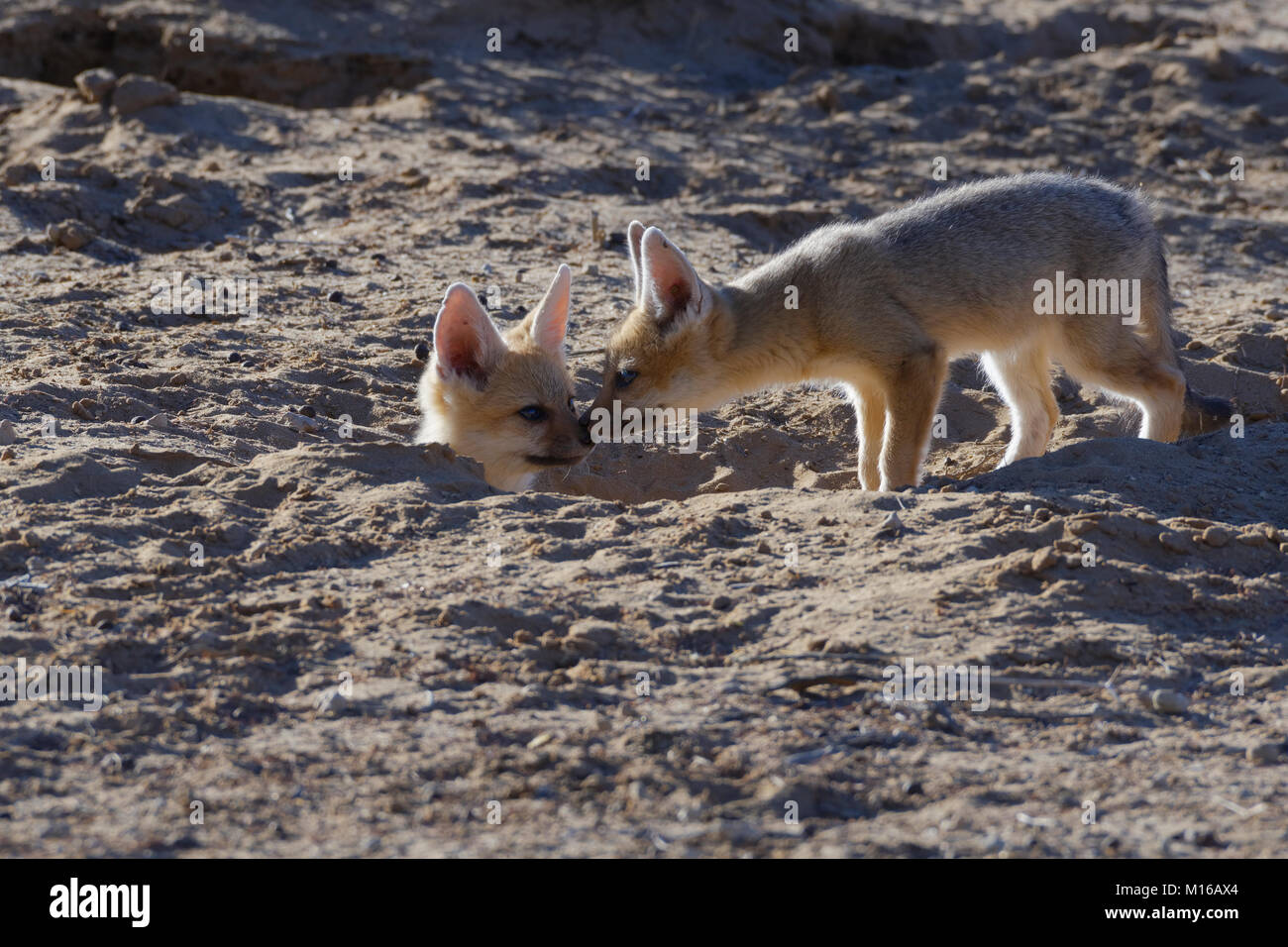 Two young Cape foxes (Vulpes chama), nose to nose at burrow entrance ...