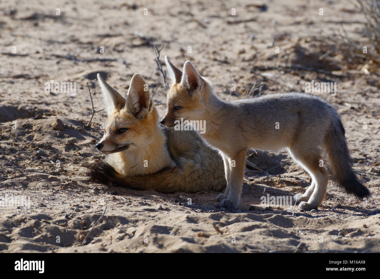 Cape foxes (Vulpes chama), mother and cub near the burrow, morning ...