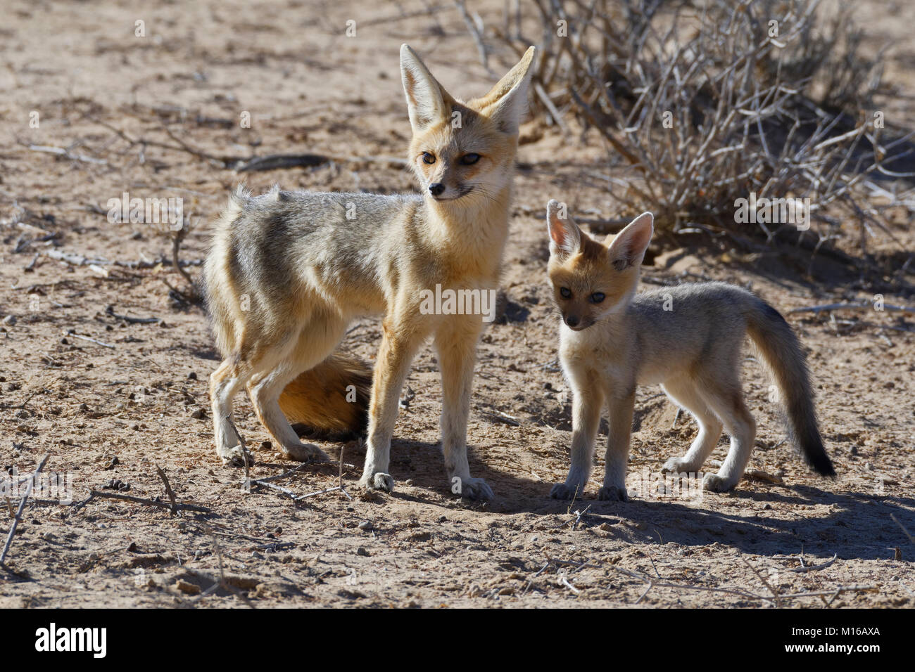 Cape foxes (Vulpes chama), mother and cub standing near the burrow ...