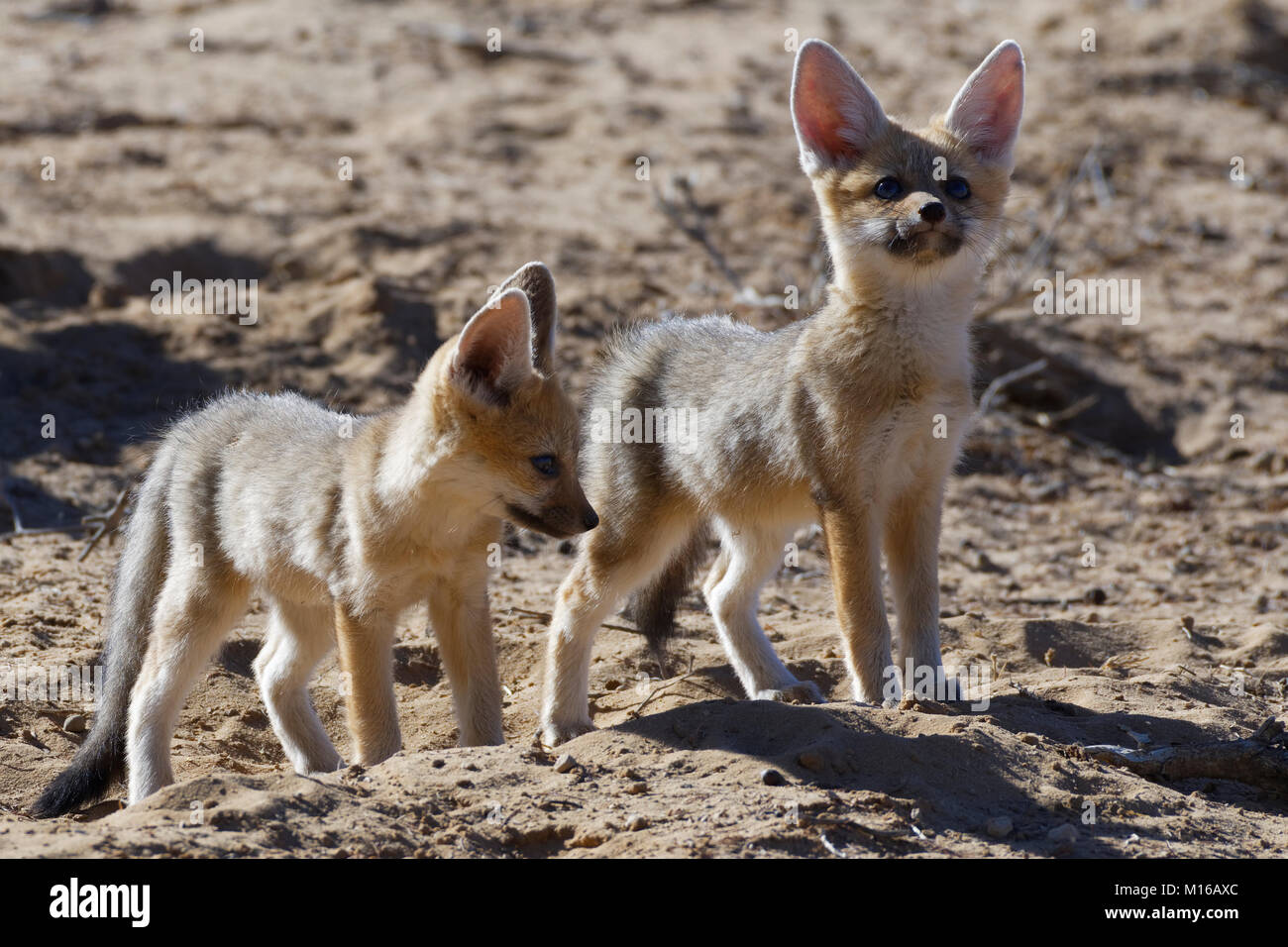 Cape foxes (Vulpes chama), two cubs looking out attentively at the ...
