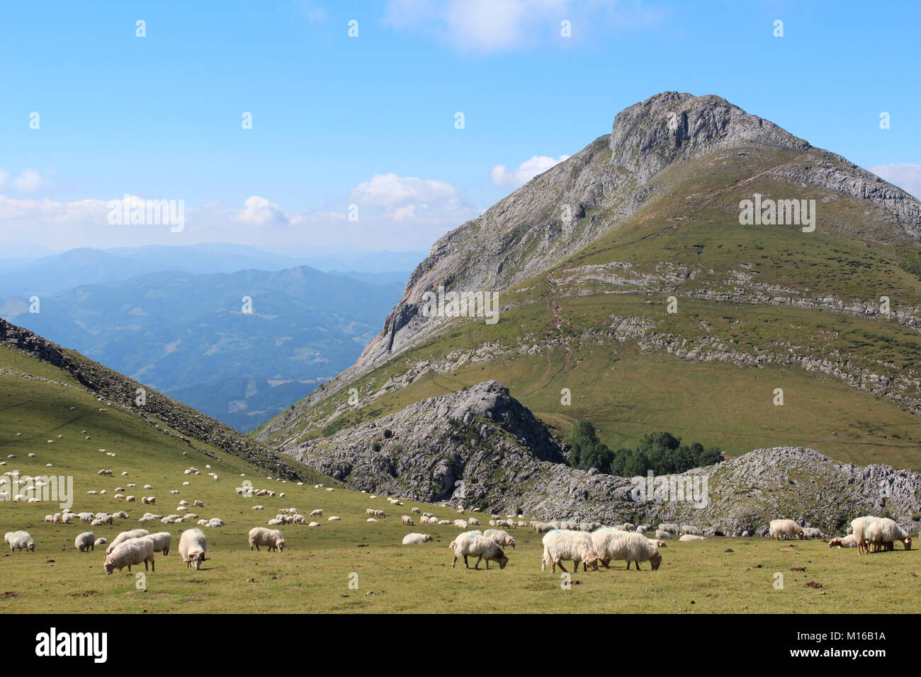 Basque sheep hi-res stock photography and images - Alamy
