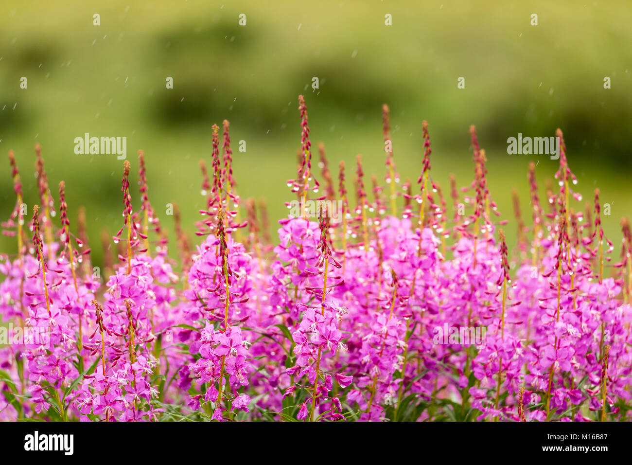 Common Fireweed (Epilobium augustifolium) lines the Denali Park Road at ...