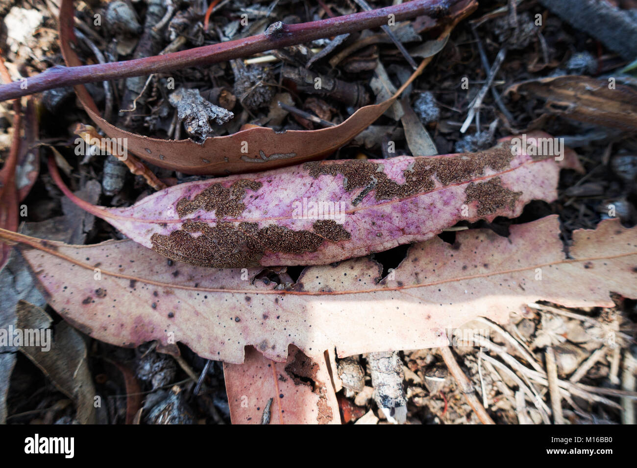Dum nuts and gumleaves Stock Photo - Alamy