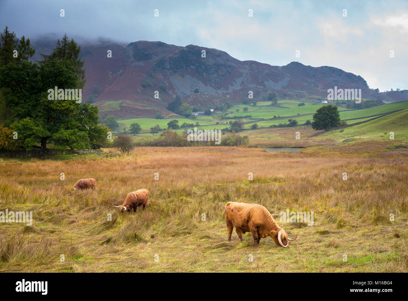 Herd of Highland Cattle cattle grazing in meadow in the Lake District ...