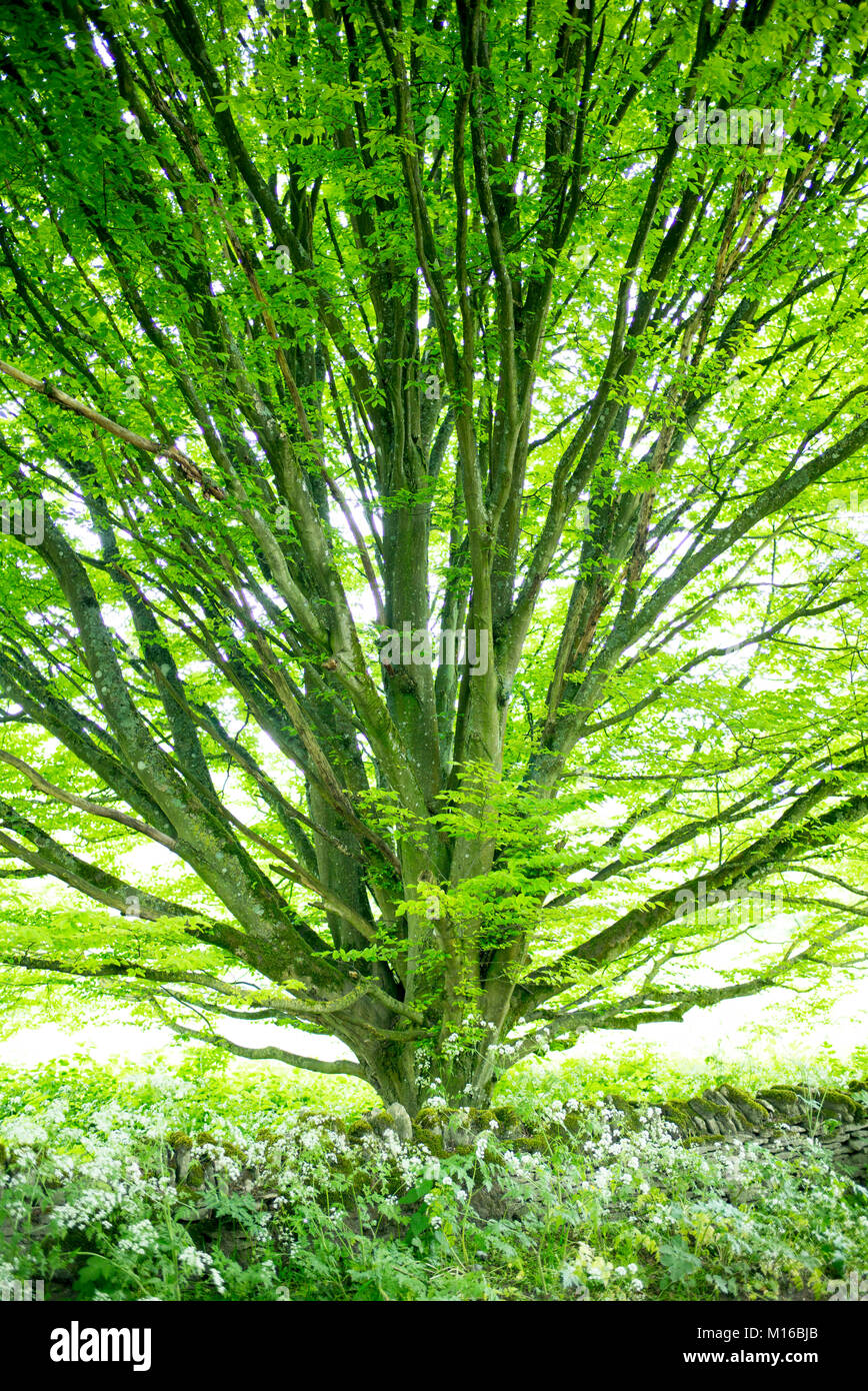 Summer trees leaves hi-res stock photography and images - Alamy