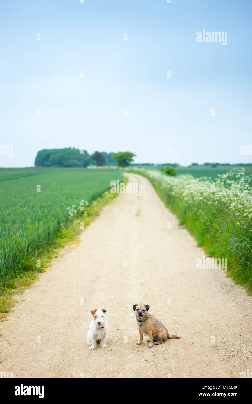 Best friends - two terriers, dog friends out for a walk together. Left ...