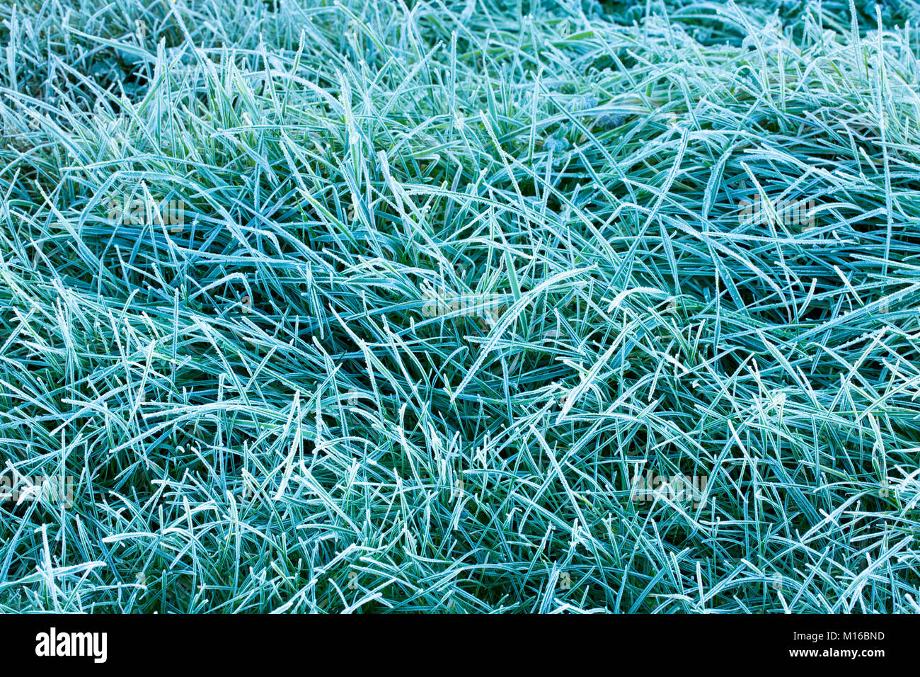 Icy grass hi-res stock photography and images - Alamy
