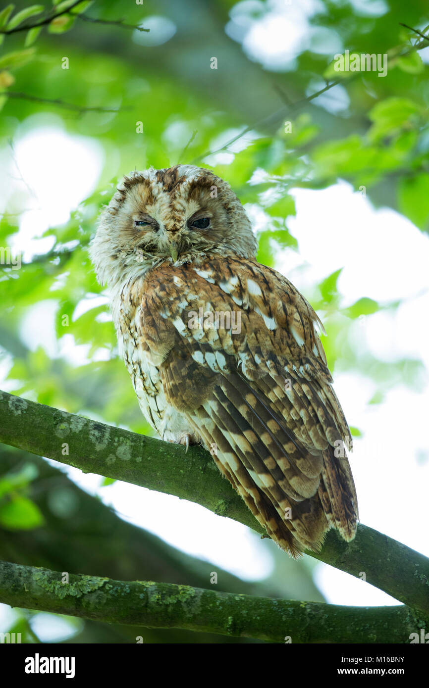 Tawny owl - Strix aluco - also known as brown owl, roosting on a tree ...