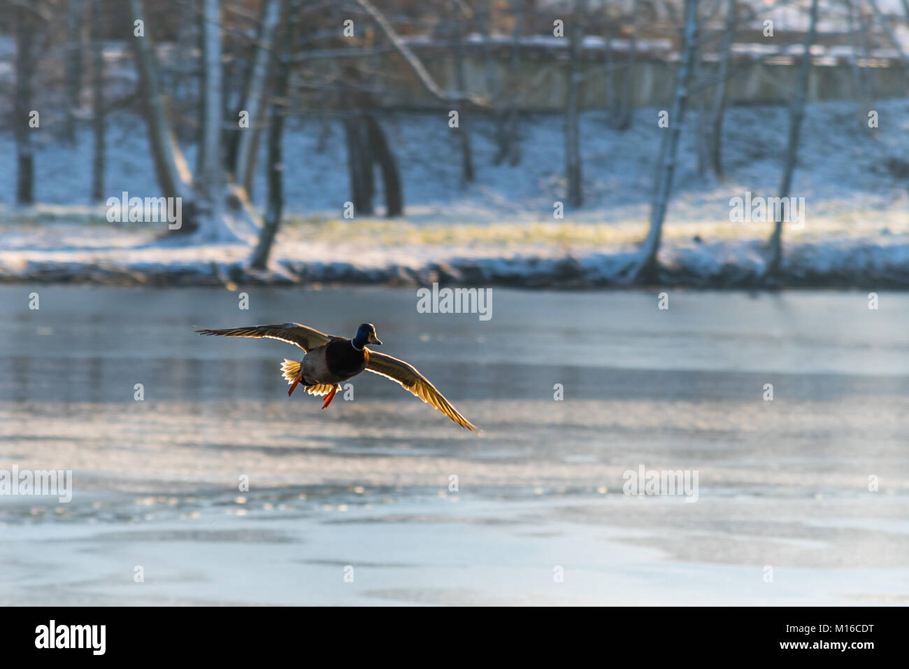 Flying Drake Mallard above the frozen water surface in the winter. Duck ...