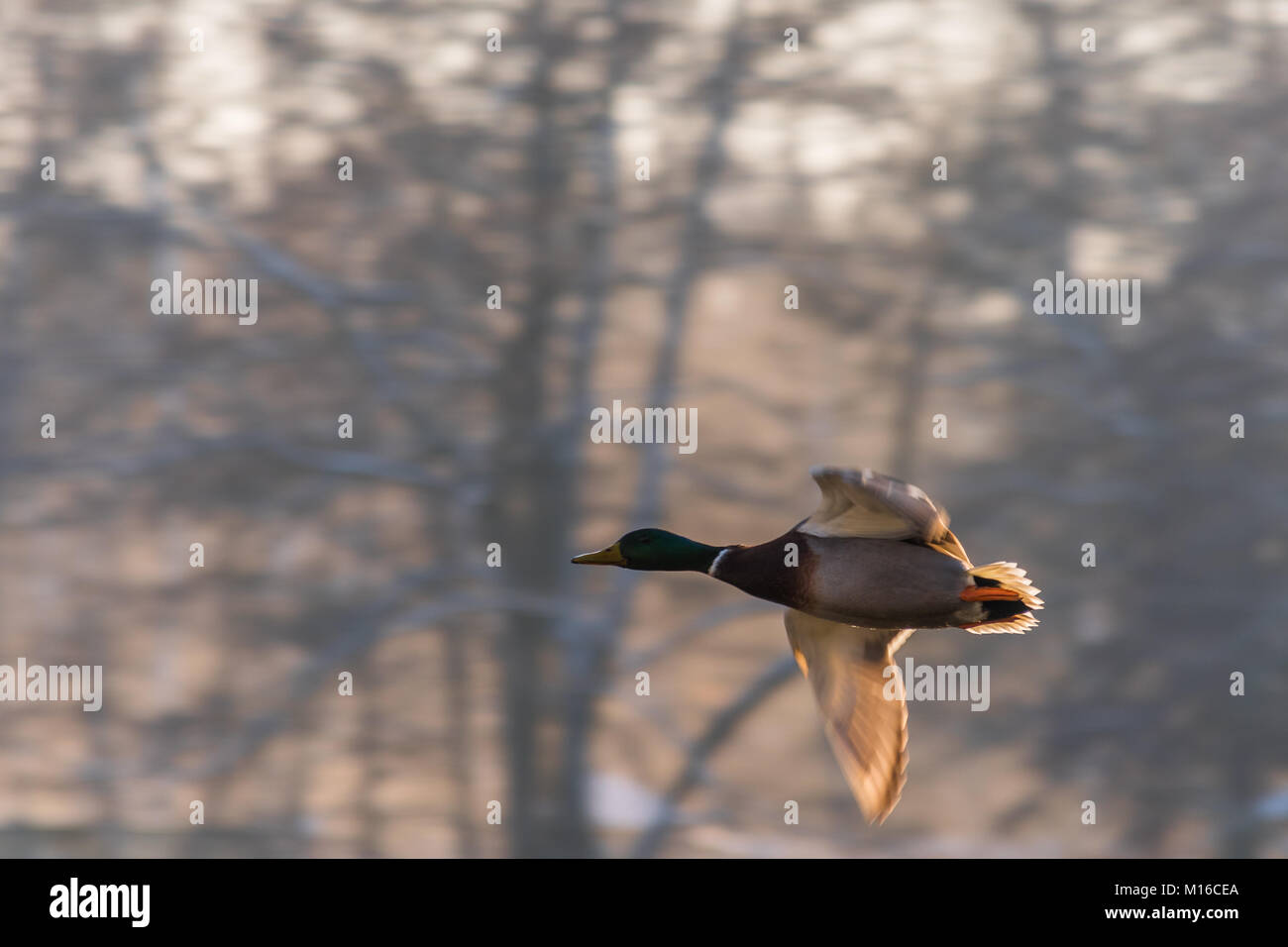Flying Drake Mallard above the frozen water surface in the winter. Duck ...