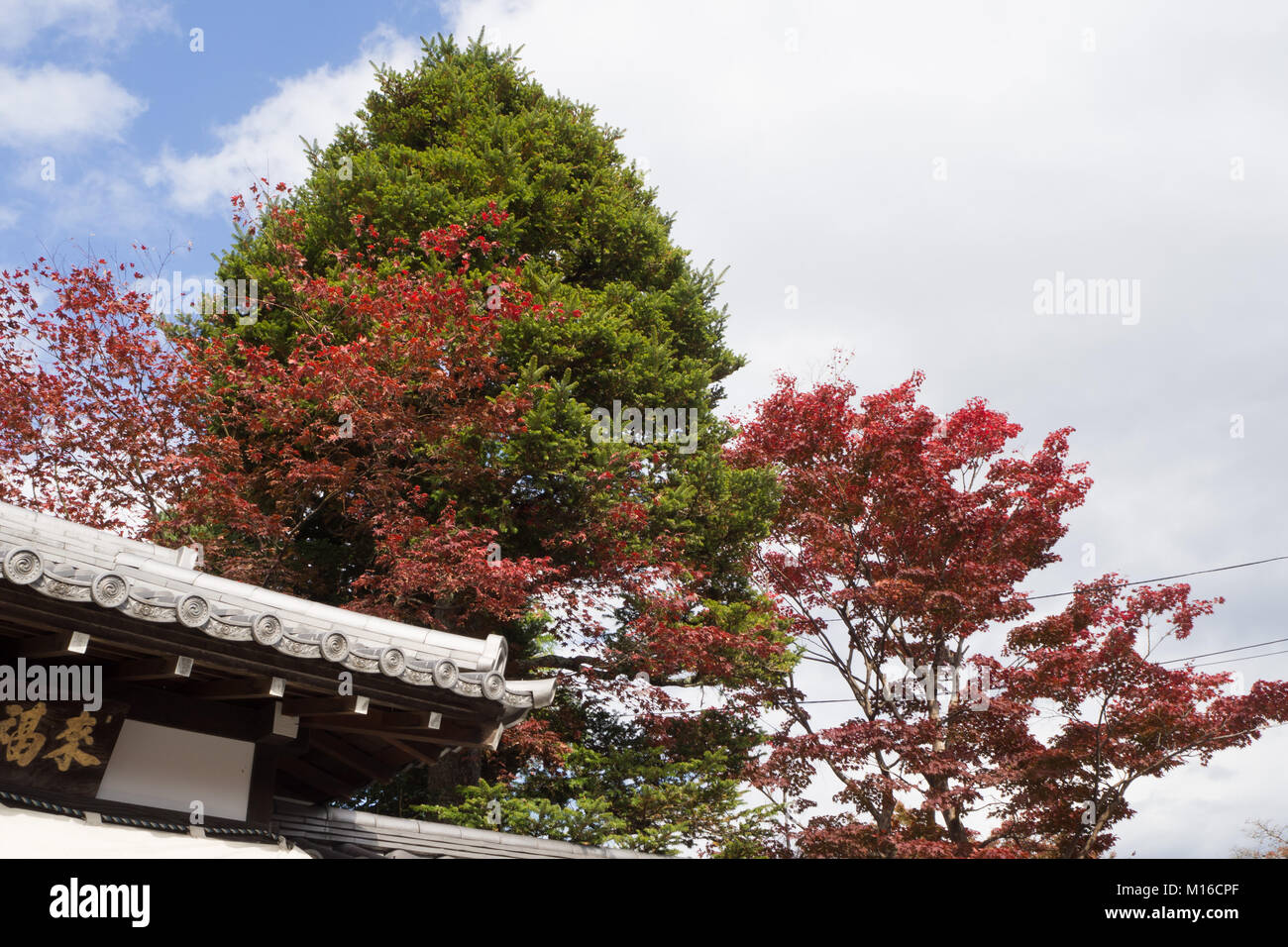 Trees changing colors in Autum Stock Photo - Alamy