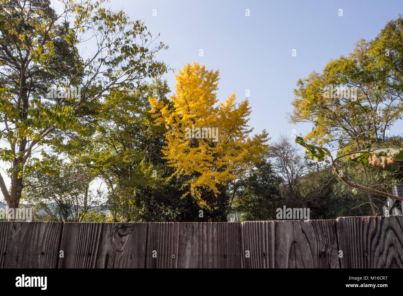 Trees changing colors in Autum Stock Photo - Alamy