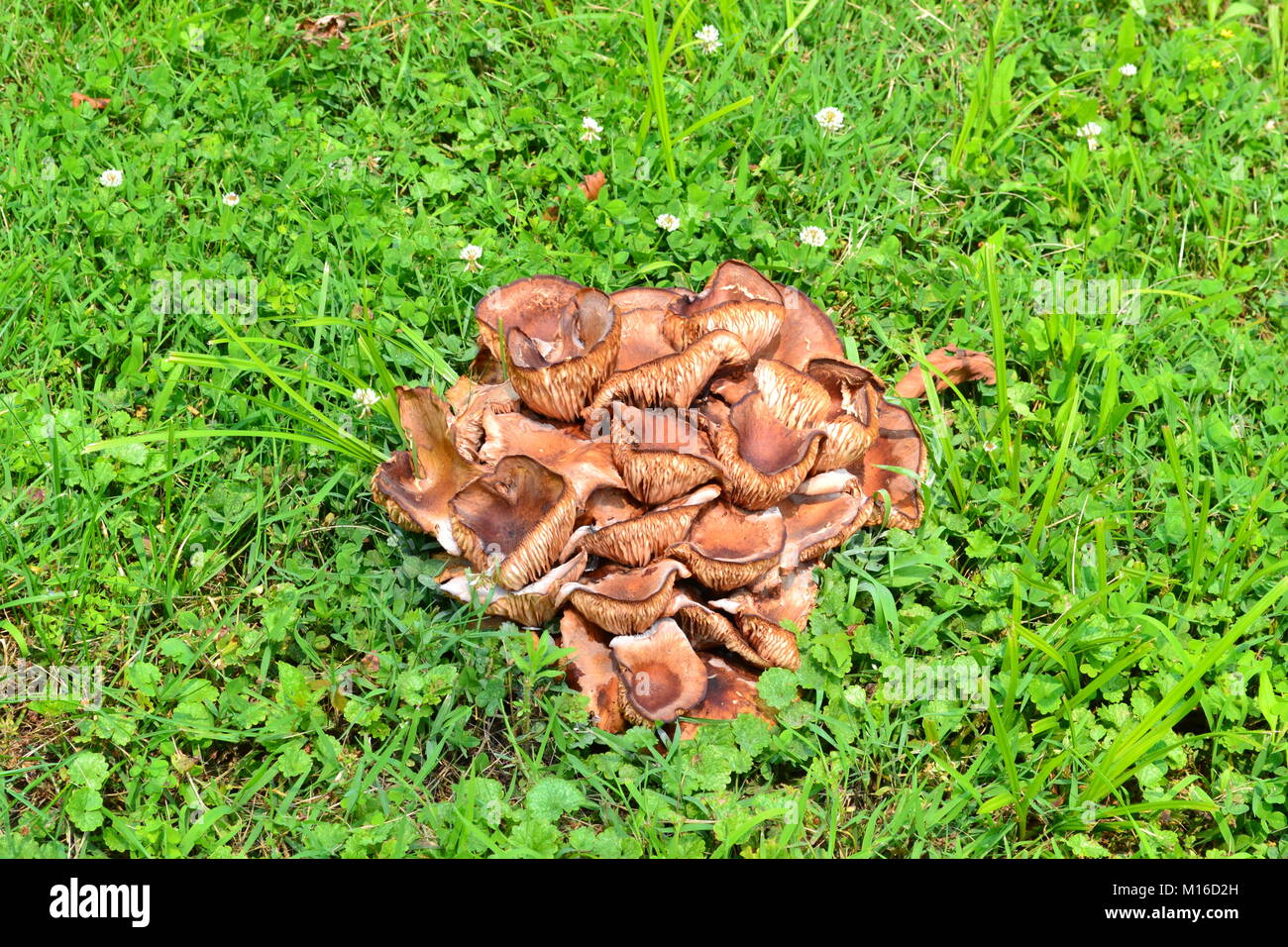 Wild mushrooms growing in the woods Stock Photo - Alamy