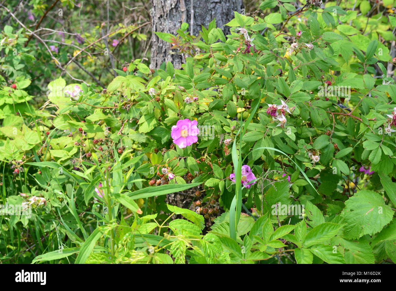 Wild purple flowers in the woods Stock Photo - Alamy
