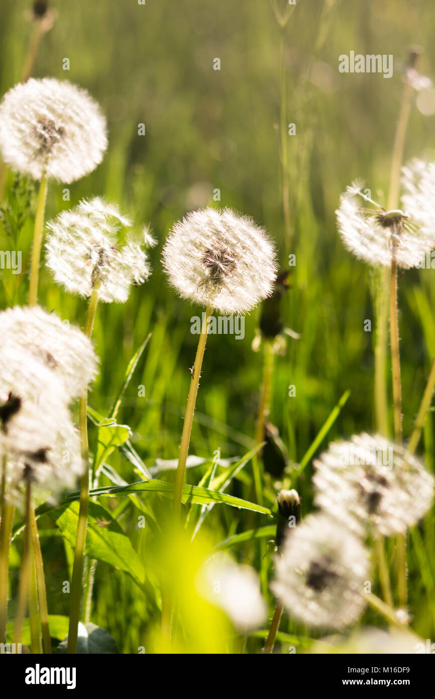 Dandelion puff hi-res stock photography and images - Alamy