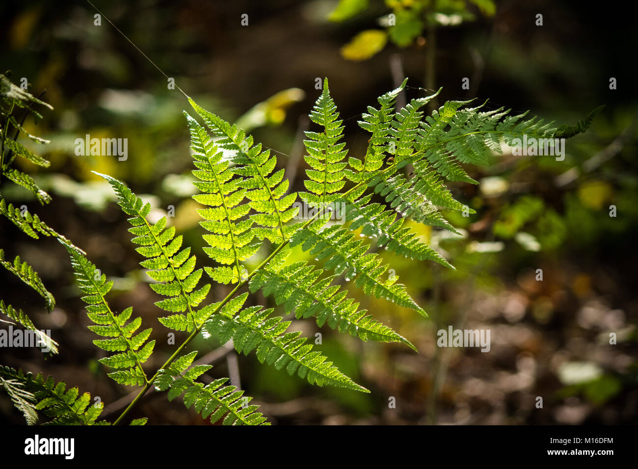 Fern in Forest Stock Photo - Alamy