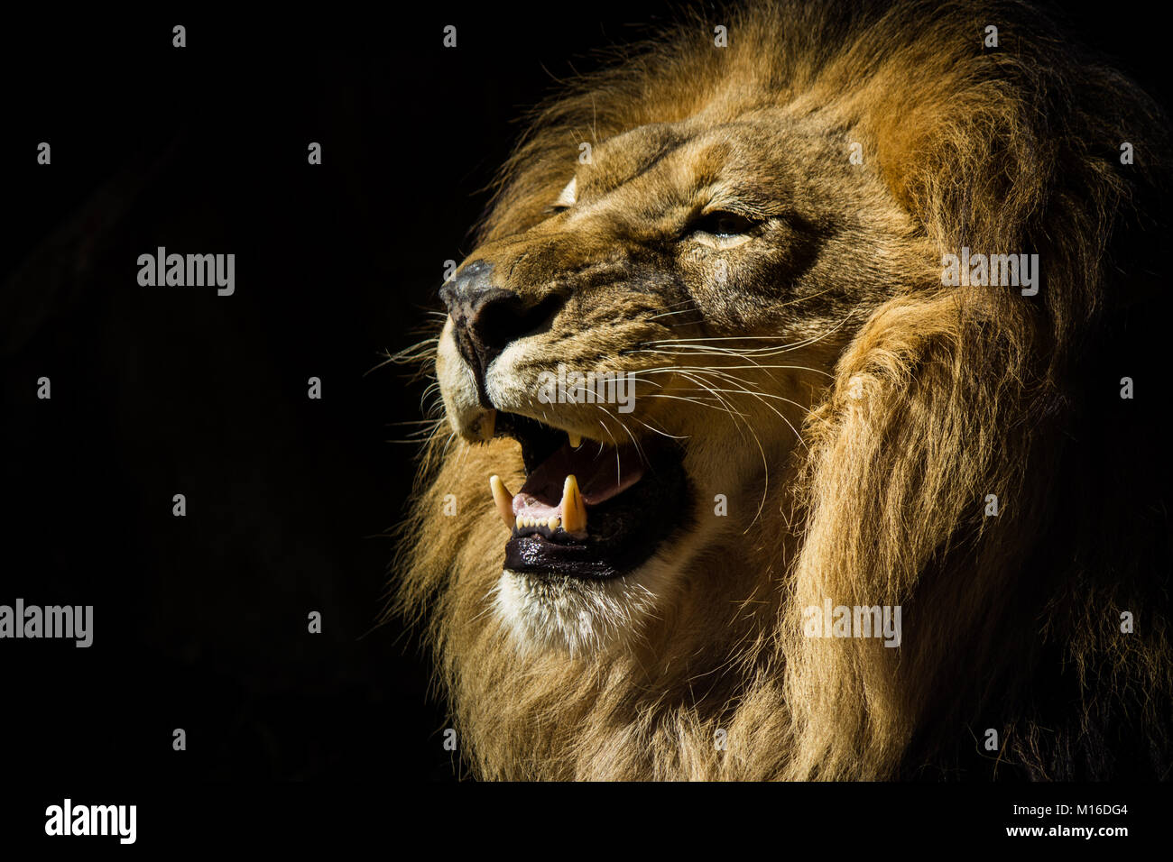 Lion profile hi-res stock photography and images - Alamy