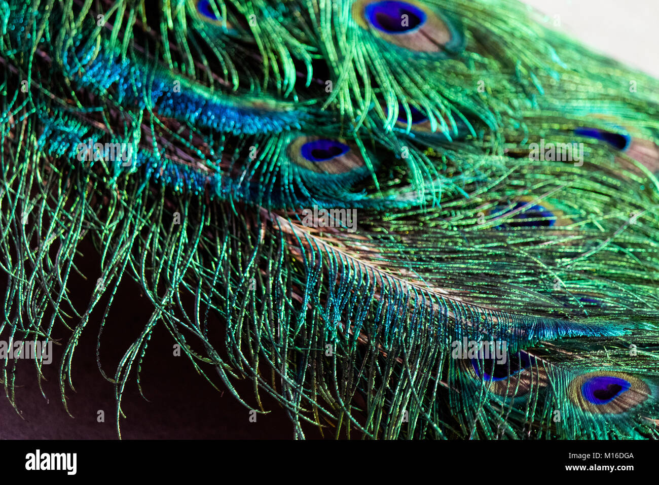 Ploom of feathers hi-res stock photography and images - Alamy
