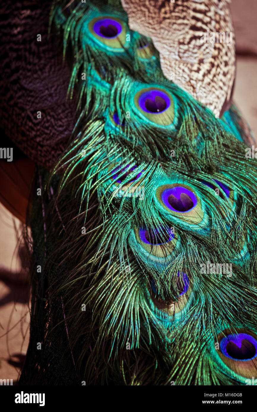 Ploom of feathers hi-res stock photography and images - Alamy