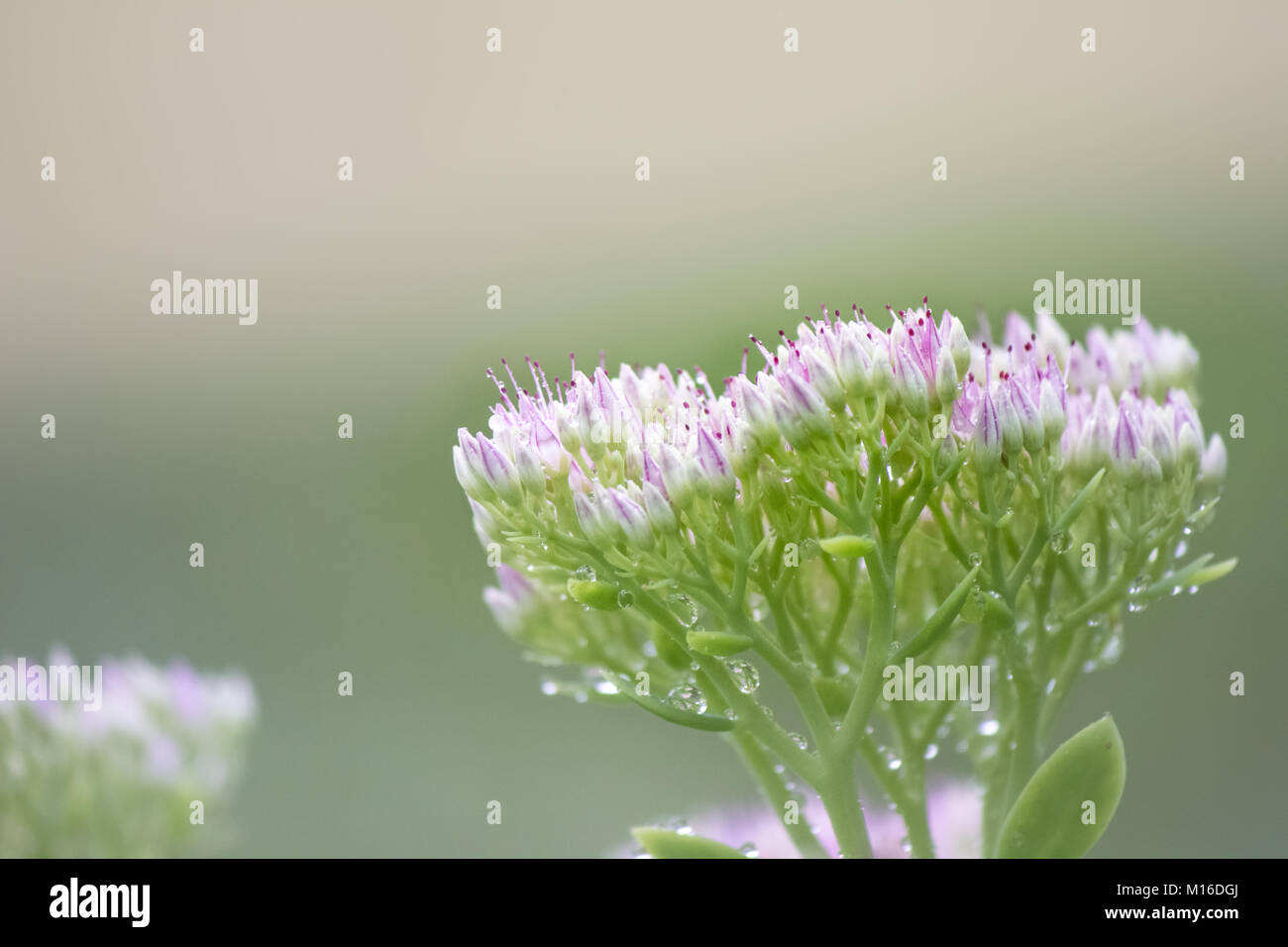 Small Flower Cluster Stock Photo - Alamy