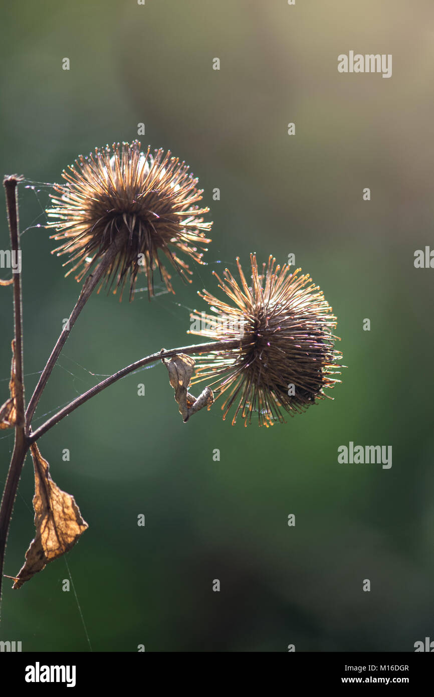 Burr seed hi-res stock photography and images - Alamy