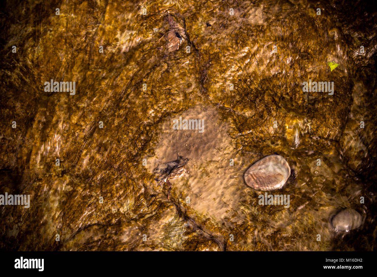 Algae texture hi-res stock photography and images - Alamy