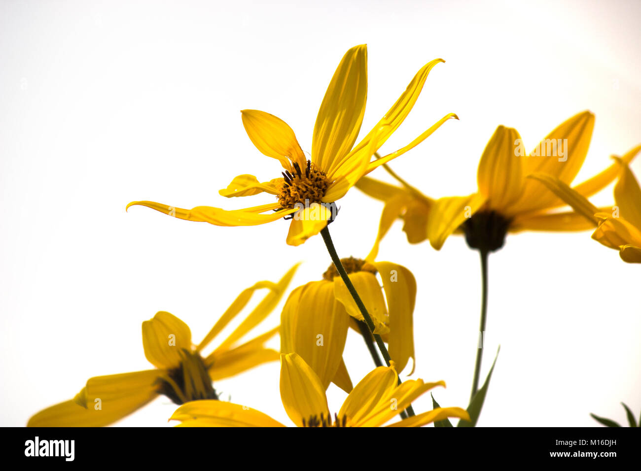 Cheerful yellow flowers hi-res stock photography and images - Alamy