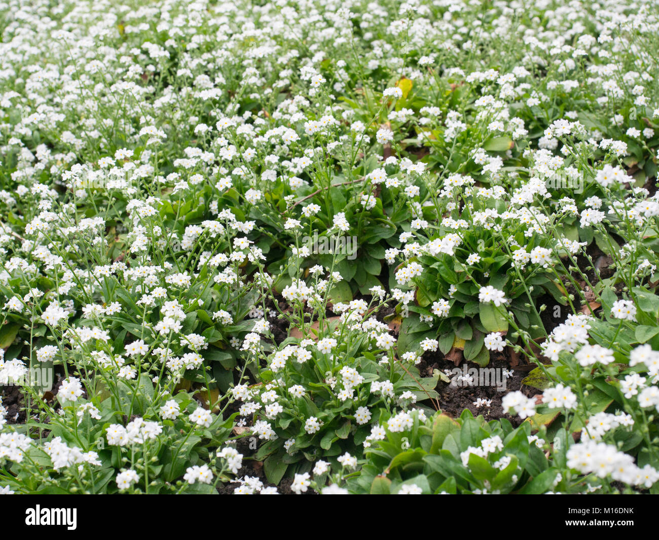 White Flower Garden Stock Photo - Alamy