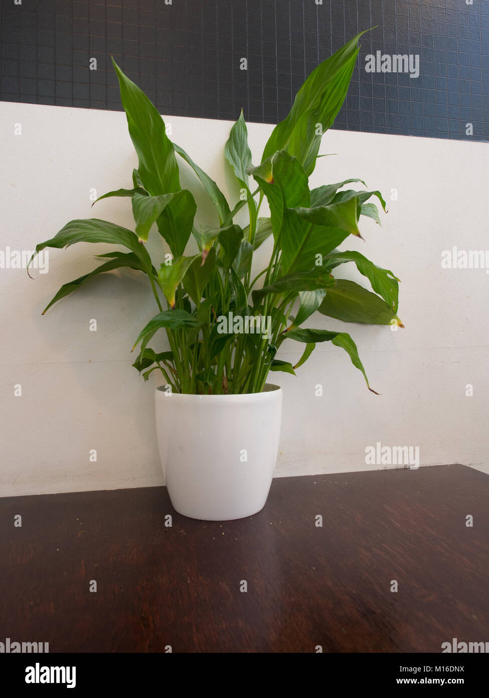 Green pot plant hi-res stock photography and images - Alamy