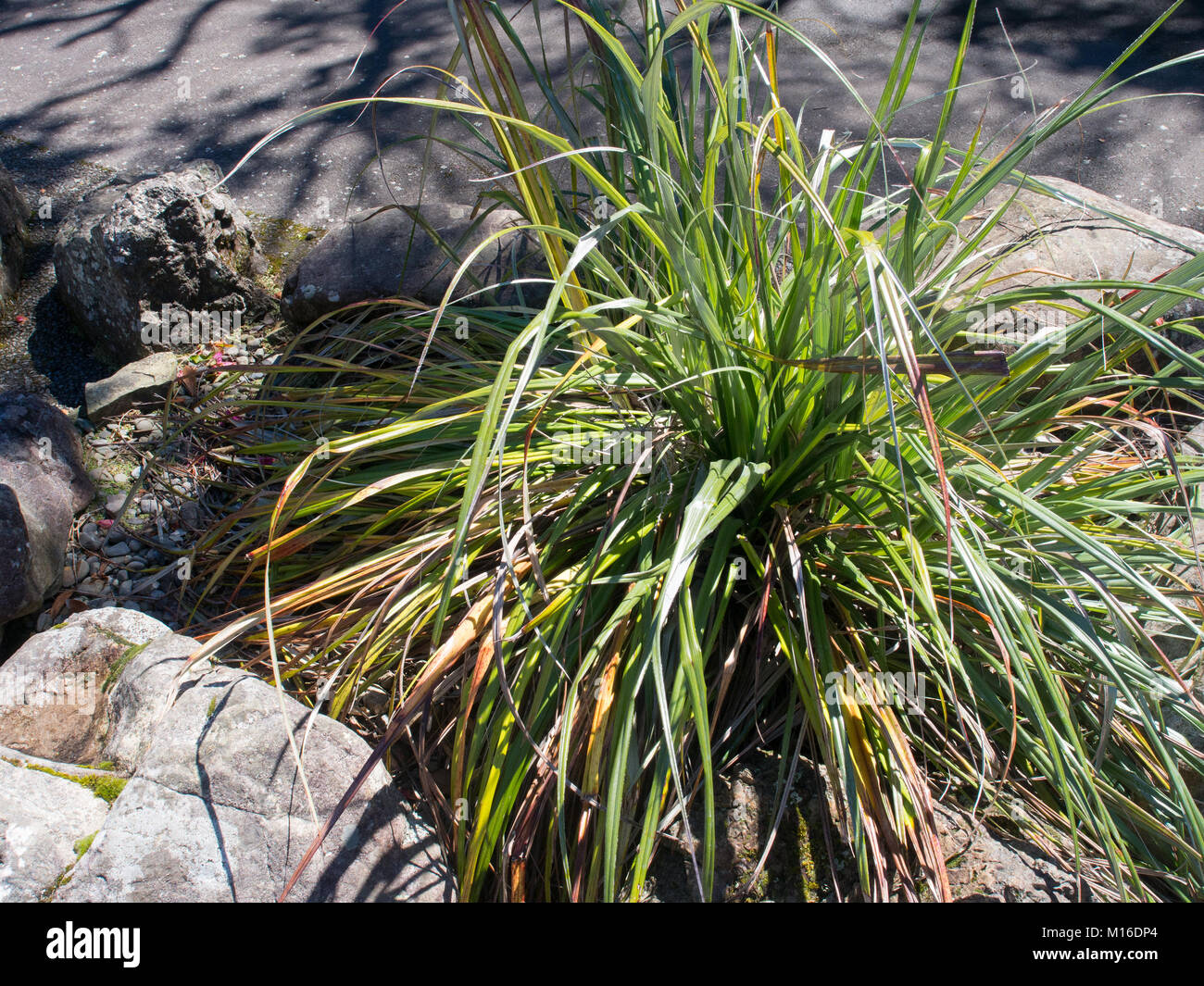 Grass Growing In Rocks Stock Photo - Alamy