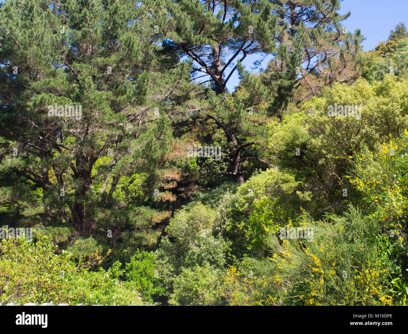 Lush Natural Bush Stock Photo - Alamy