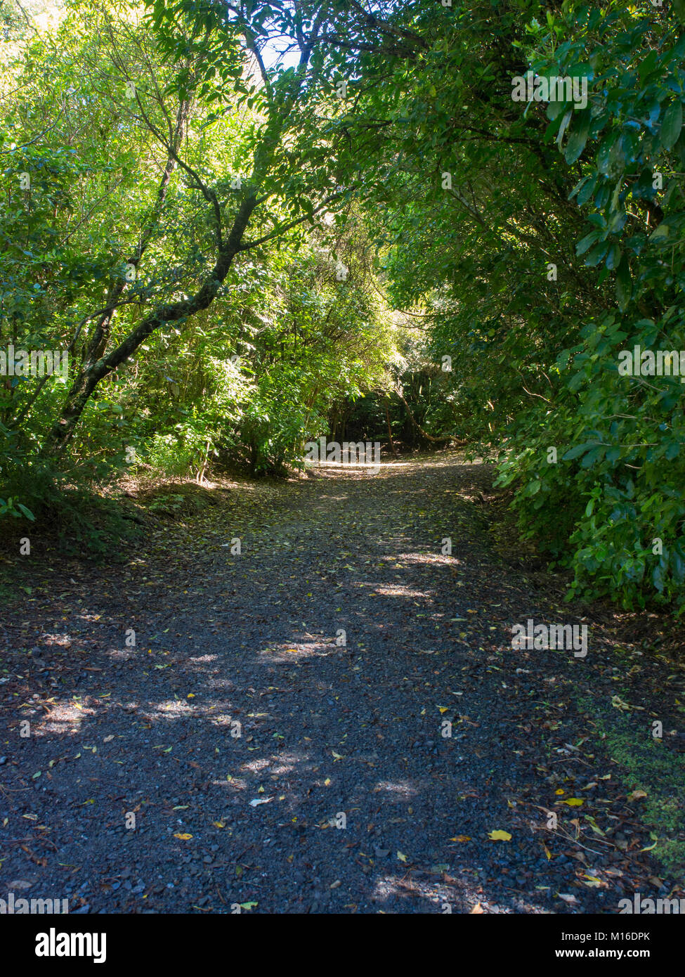 Bush Walk Track Stock Photo - Alamy