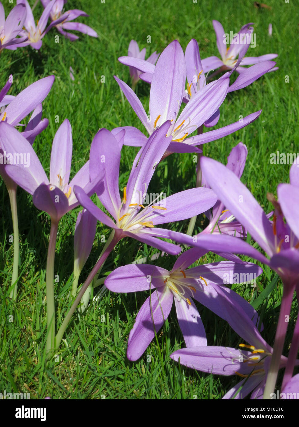 Lavender Crocus flowers at the Monet Garden in Giverny France Stock ...