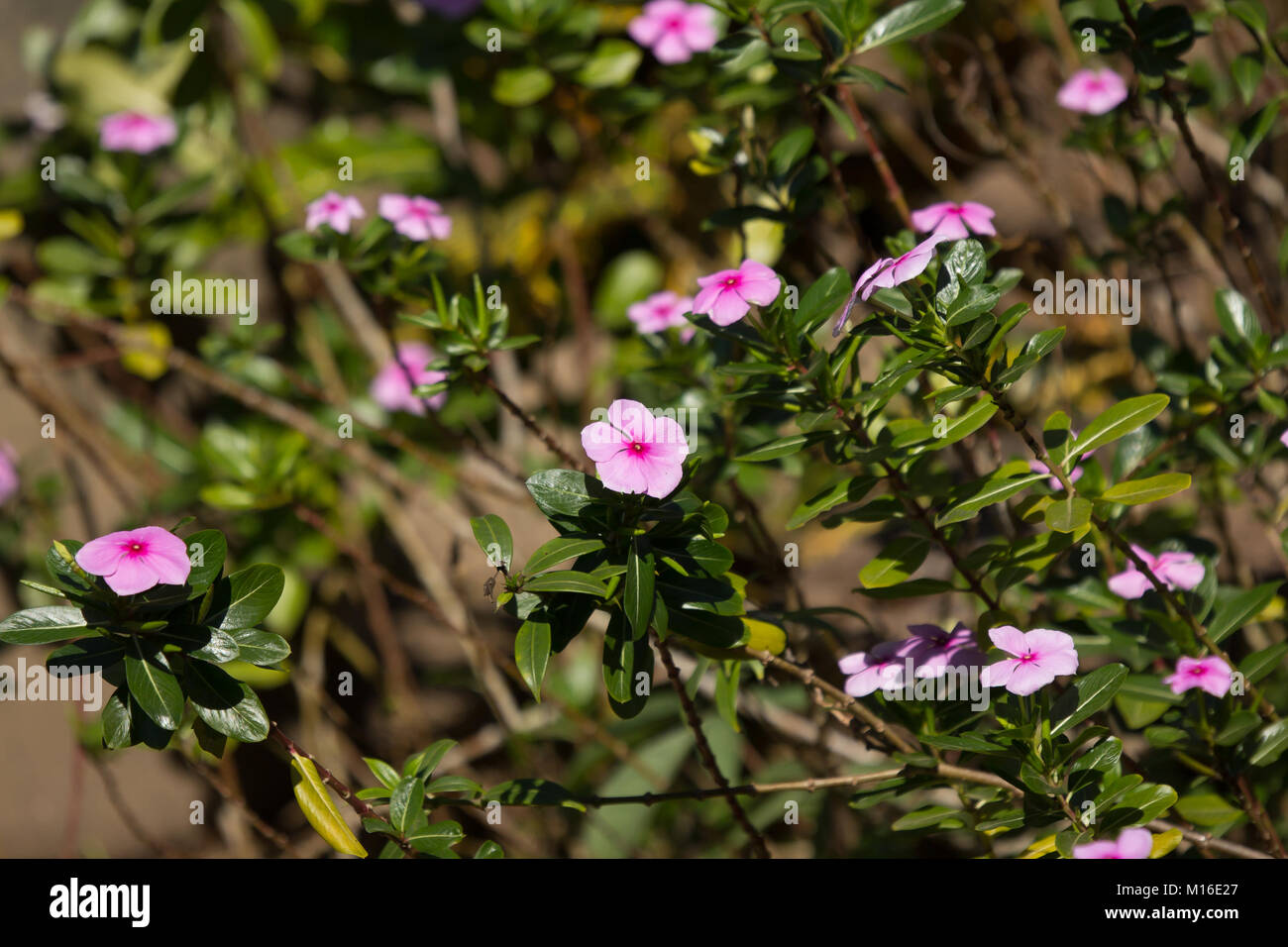 Close up of Soft Pink Catharanthus roseus flower Stock Photo - Alamy