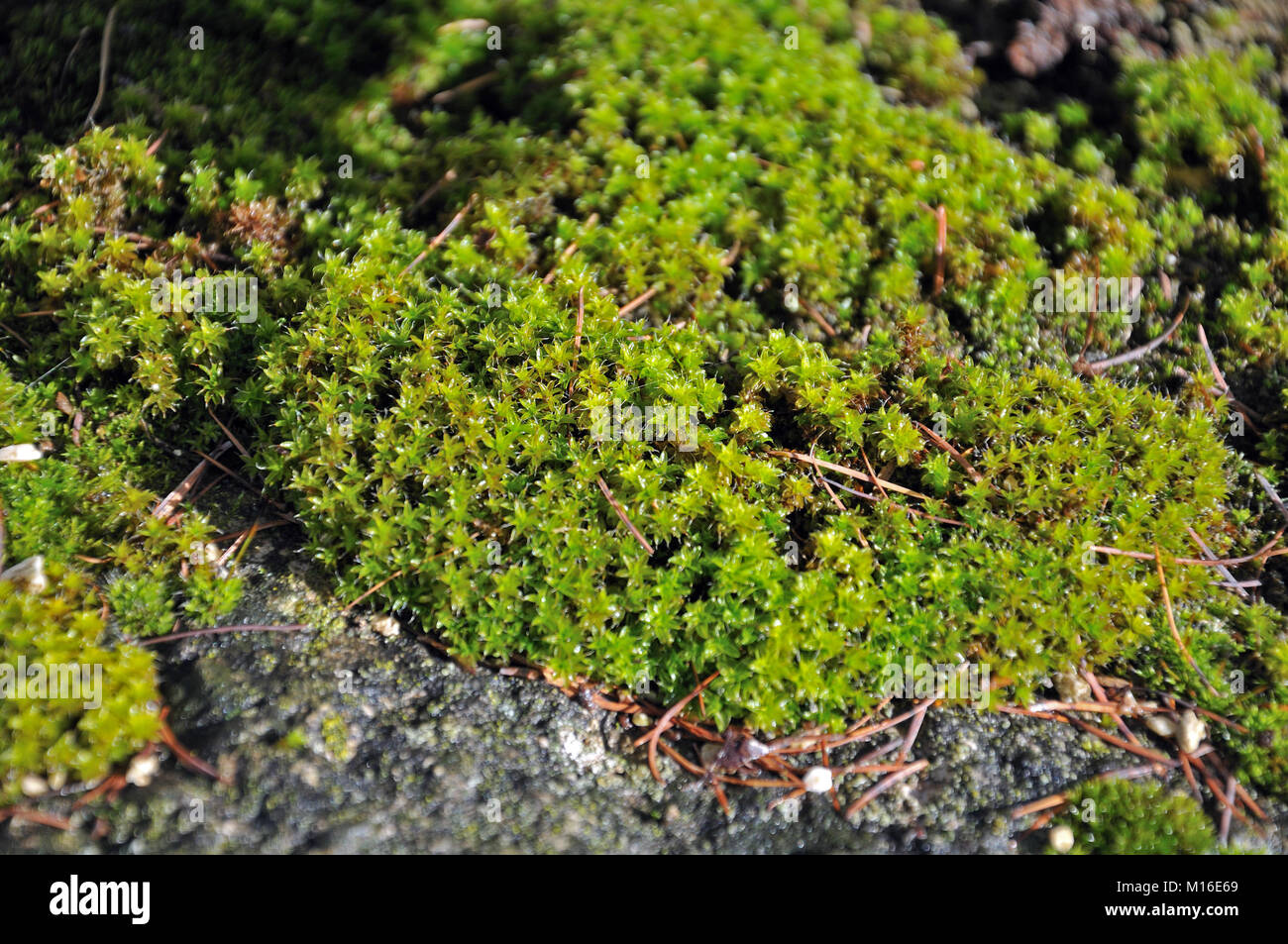 moss on garden wall Stock Photo - Alamy