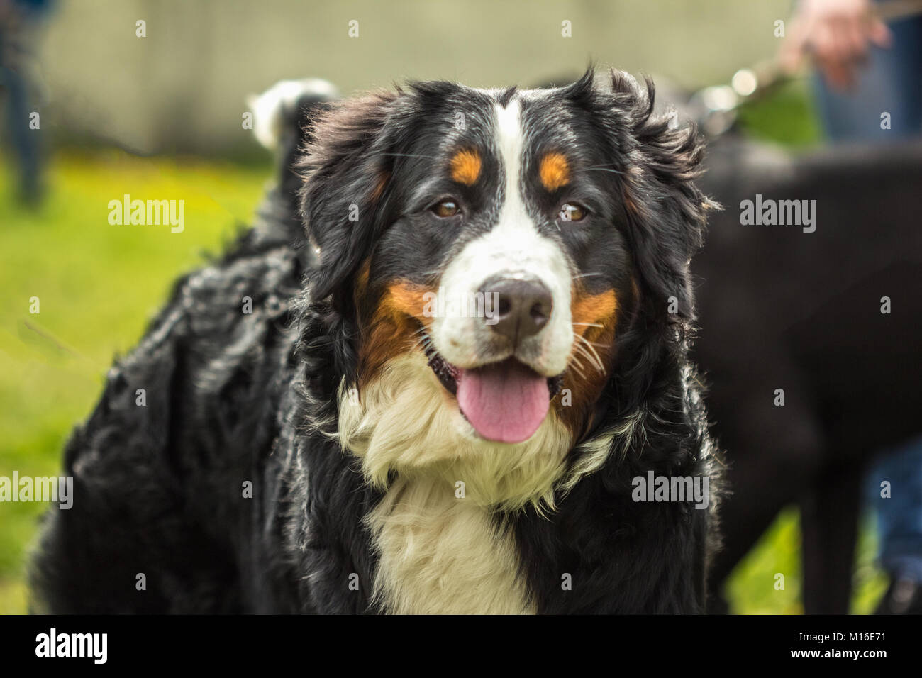 Portrait of a close-up dog breed Bernese Mountain Dog (Berner ...