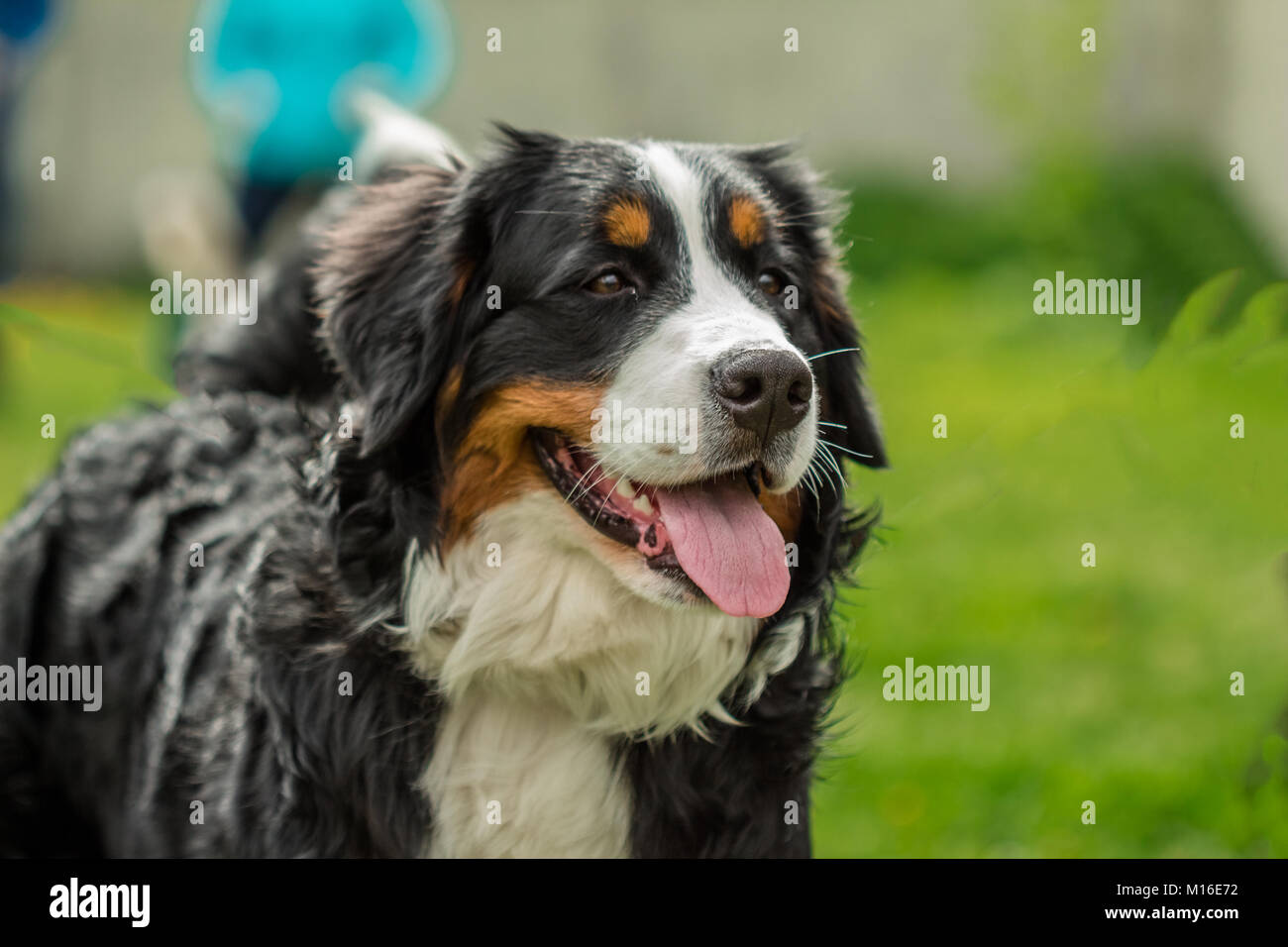 Berner sennenhund hi-res stock photography and images - Alamy
