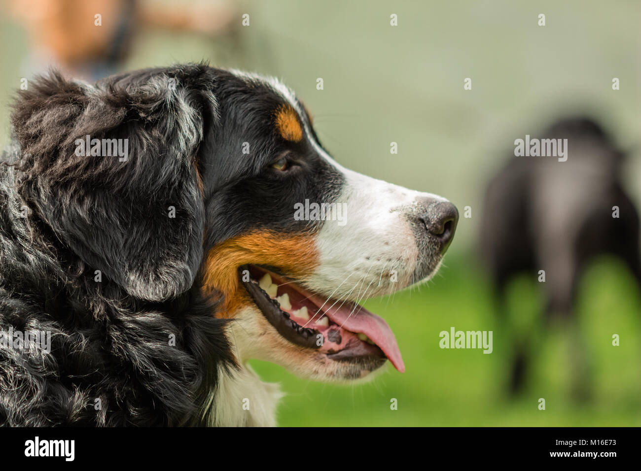 Berner Sennenhund High Resolution Stock Photography and Images - Alamy