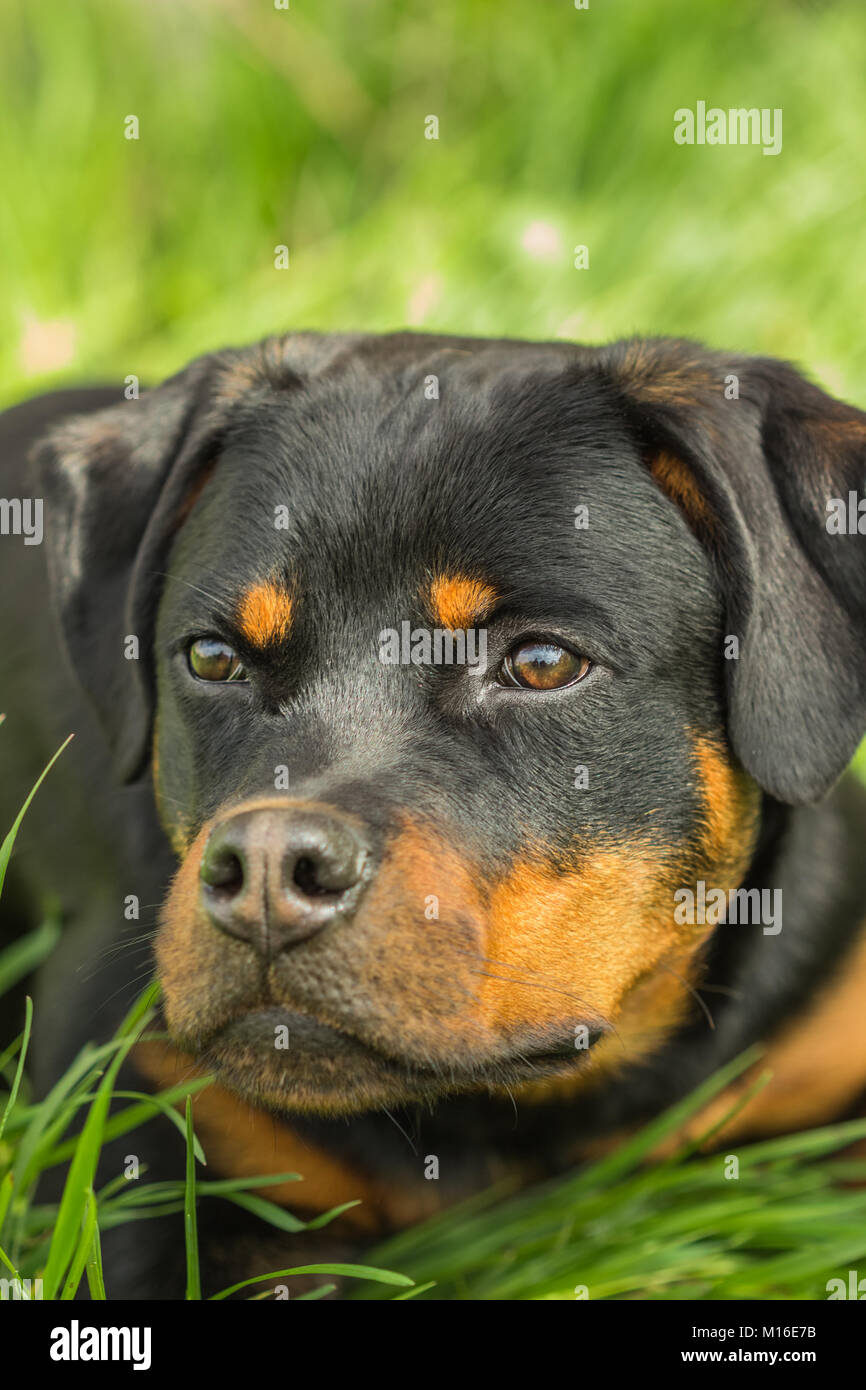 Close up rottweiler puppy hi-res stock photography and images - Alamy