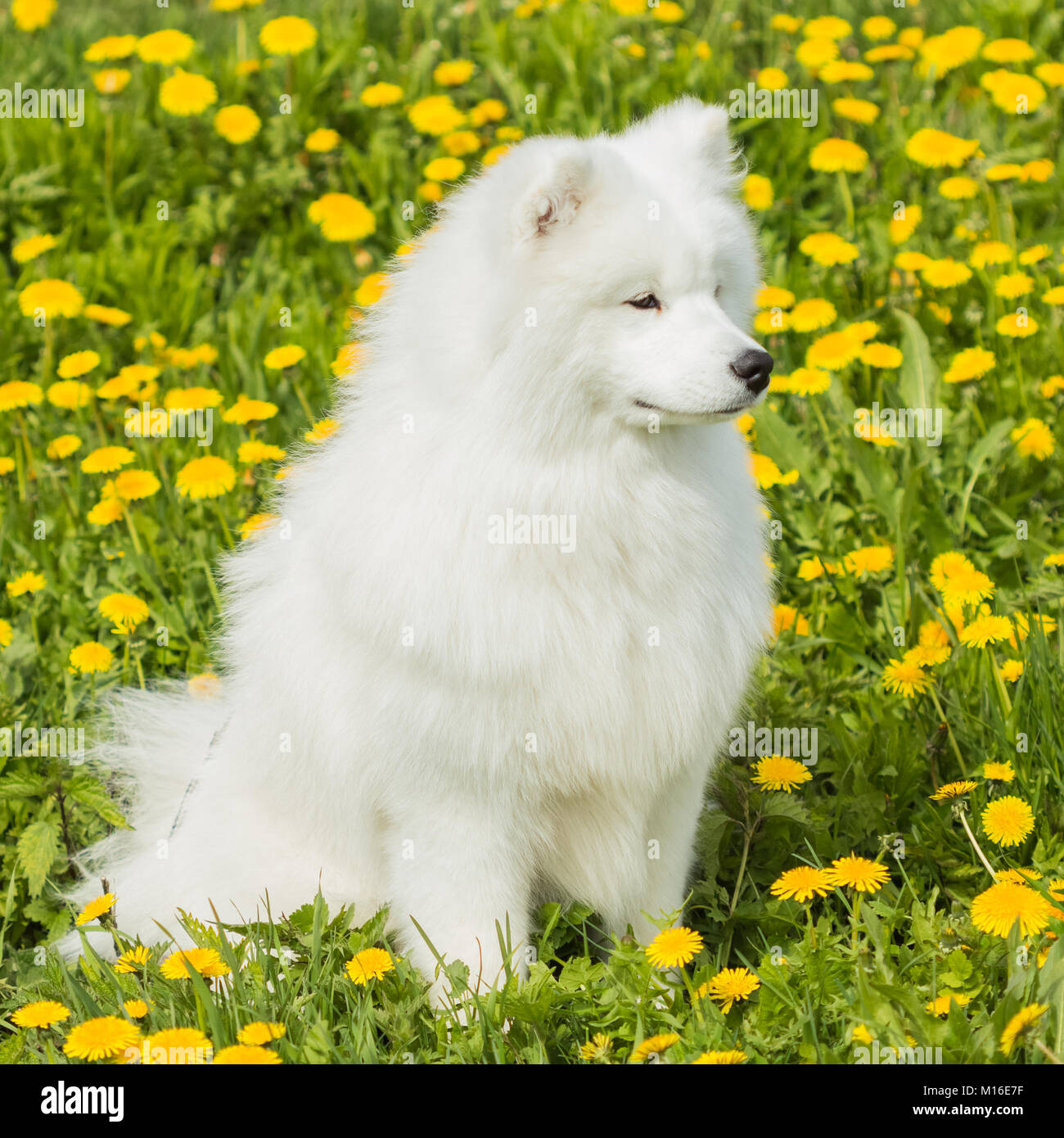 Sad young puppy Samoyed dog in the grass Stock Photo - Alamy