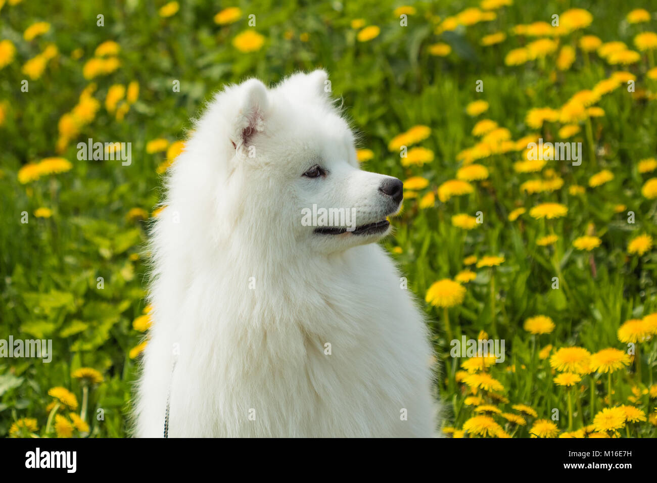 Cute portrait of a beautiful Samoyed puppy on a background of green and ...
