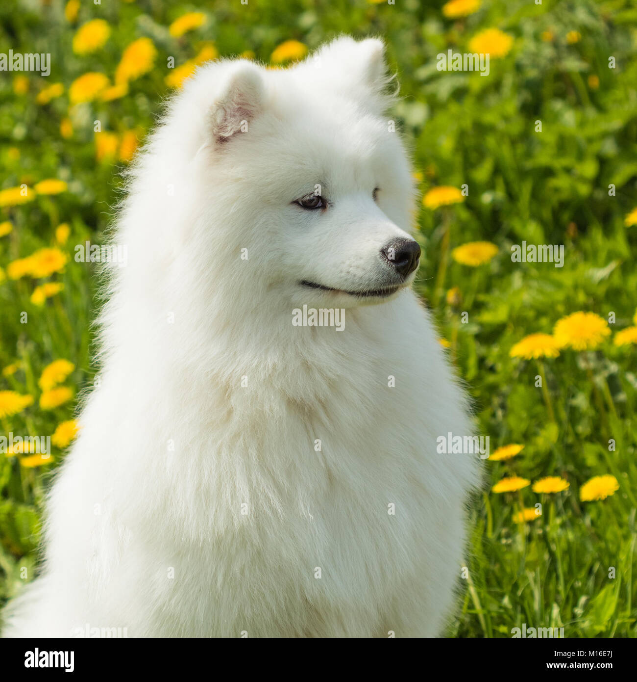 Obedient a beautiful graceful dog Samoyed sitting on the grass and ...