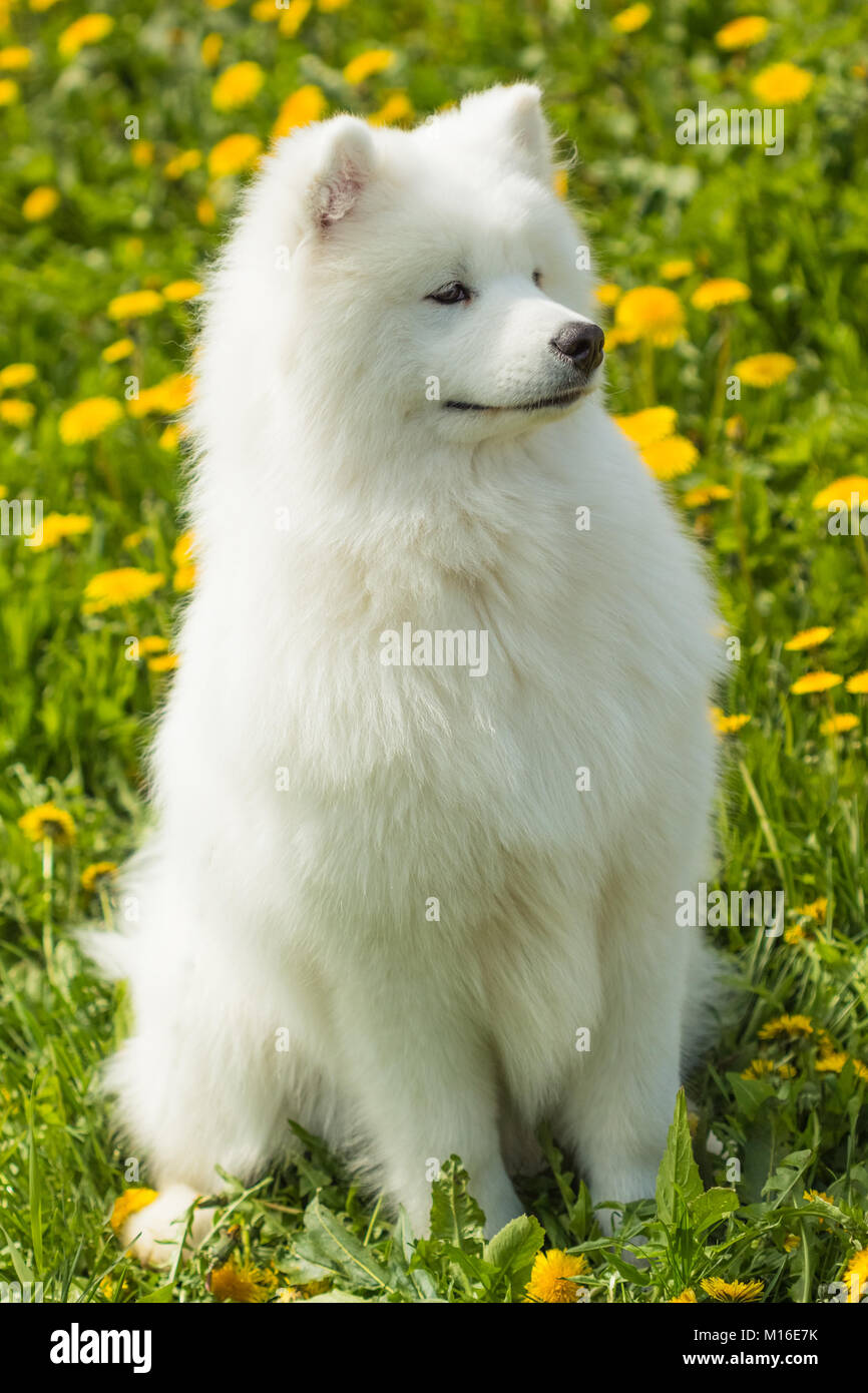Samoyed puppy dog sitting obediently in the field grass outdoors Stock ...