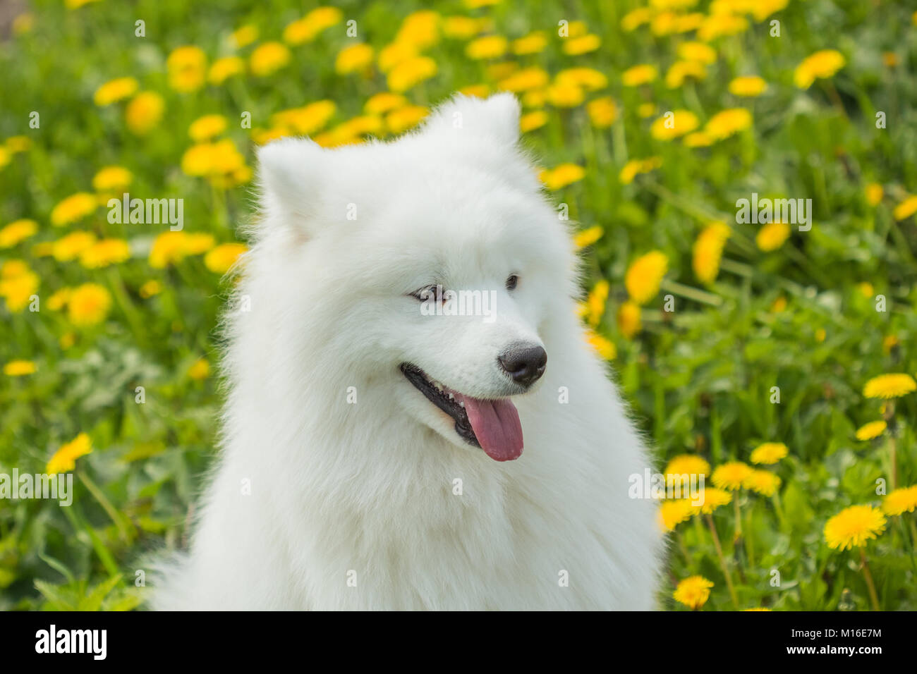 Funny happy Samoyed puppy dog with his tongue hanging out against a ...