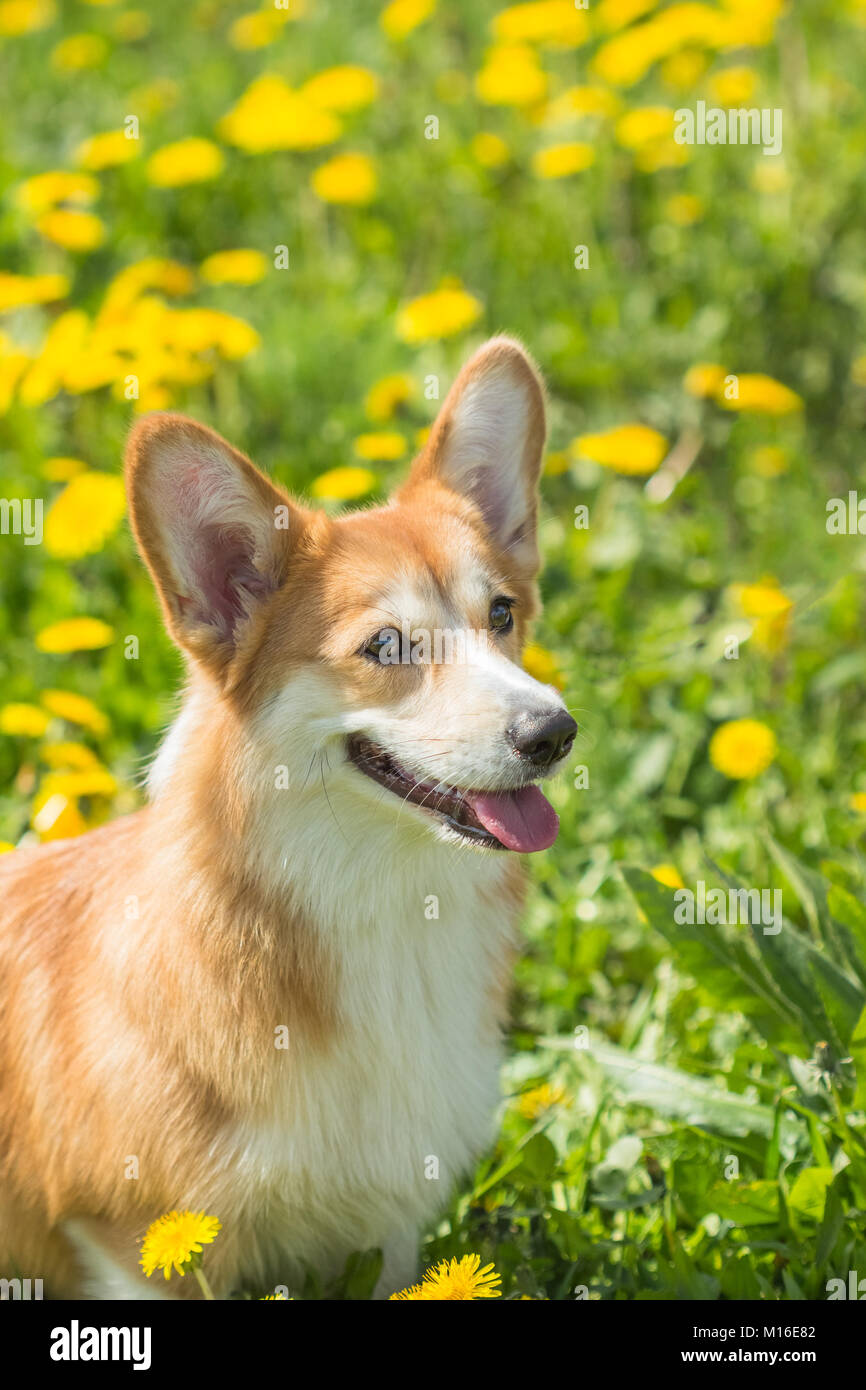 Welsh Corgi dog sitting in the grass and dandelions on the background ...