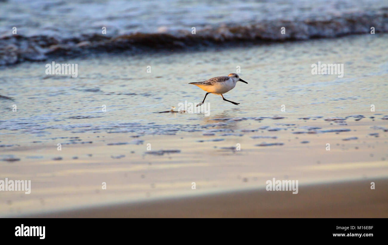 Shore bird running on sand hi-res stock photography and images - Alamy