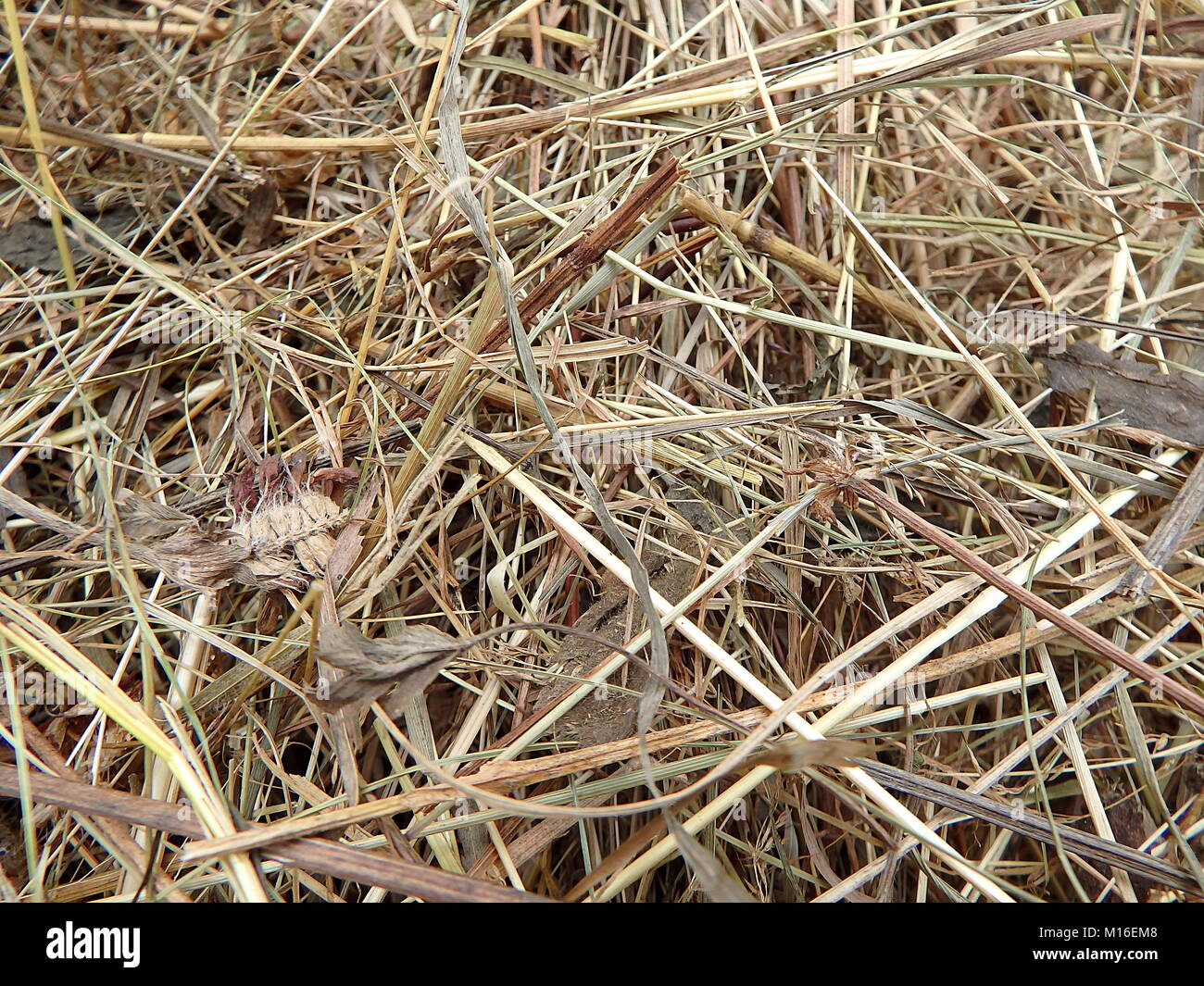 Close up view of dry hay - natural background Stock Photo - Alamy