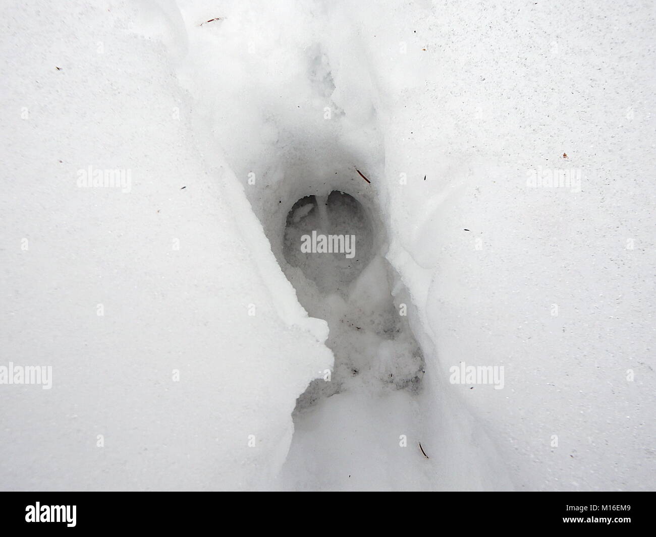 Deer footprint in snow hi-res stock photography and images - Alamy